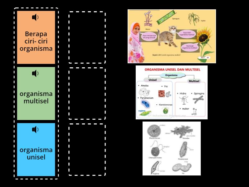 ciri- ciri organisma unisel dan multisel - Match up
