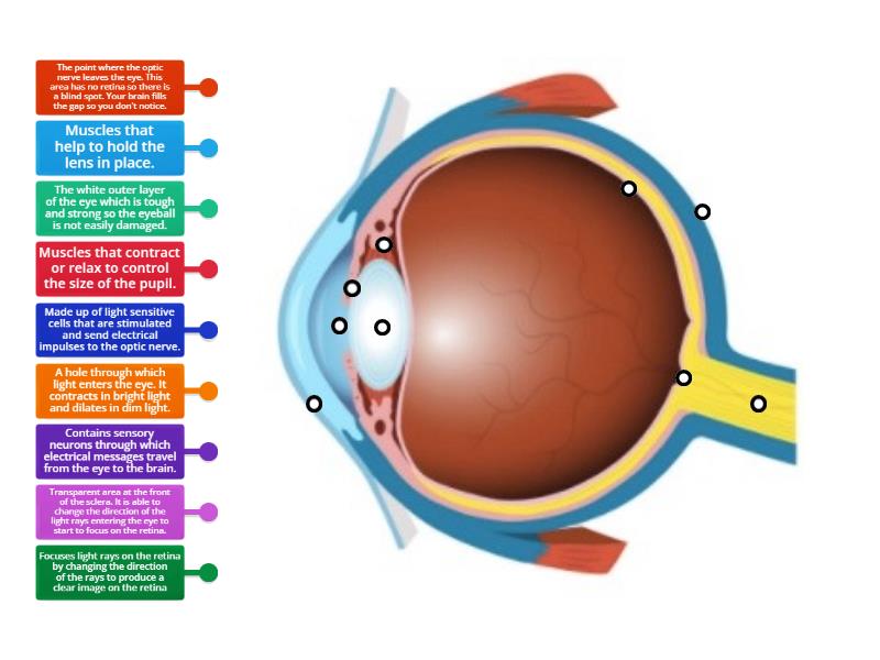 The Eye - Functions - Labelled diagram