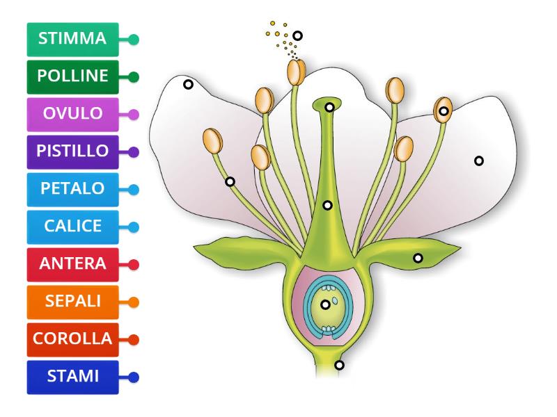 LE PARTI DEL FIORE - Labelled diagram