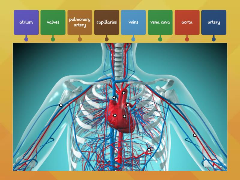 Circulatory system - Labelled diagram