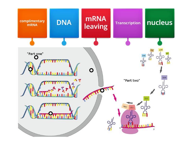 Transcription Labeling - Labelled diagram