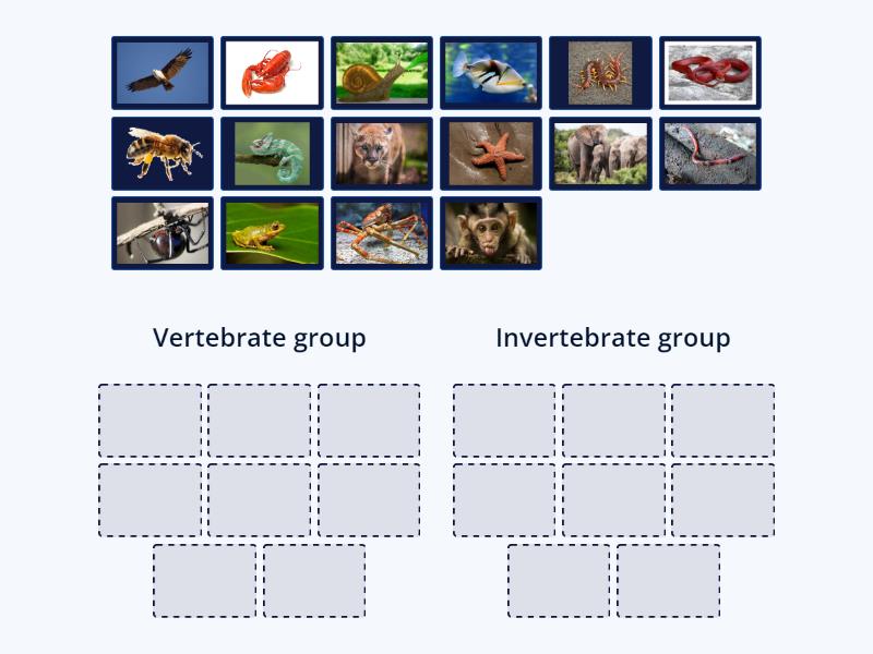 ฺBCC-G3 SCIENCE : จัดกลุ่มให้ถูกต้อง - Group sort
