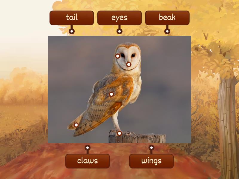 Owl's Body Parts - Labelled diagram