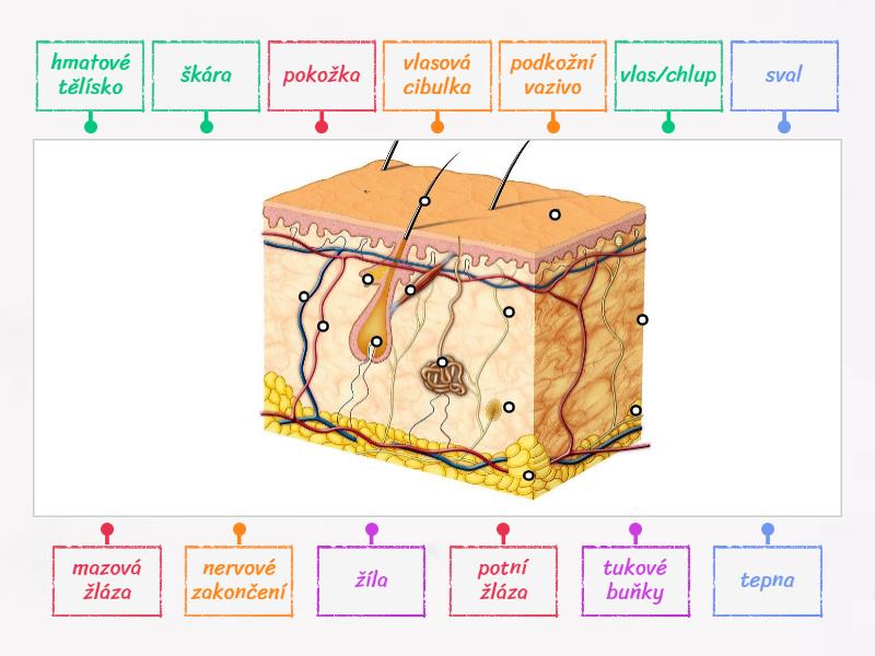 Stavba kůže - Labelled diagram