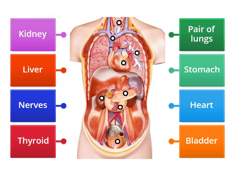 Human Body - Labelled diagram