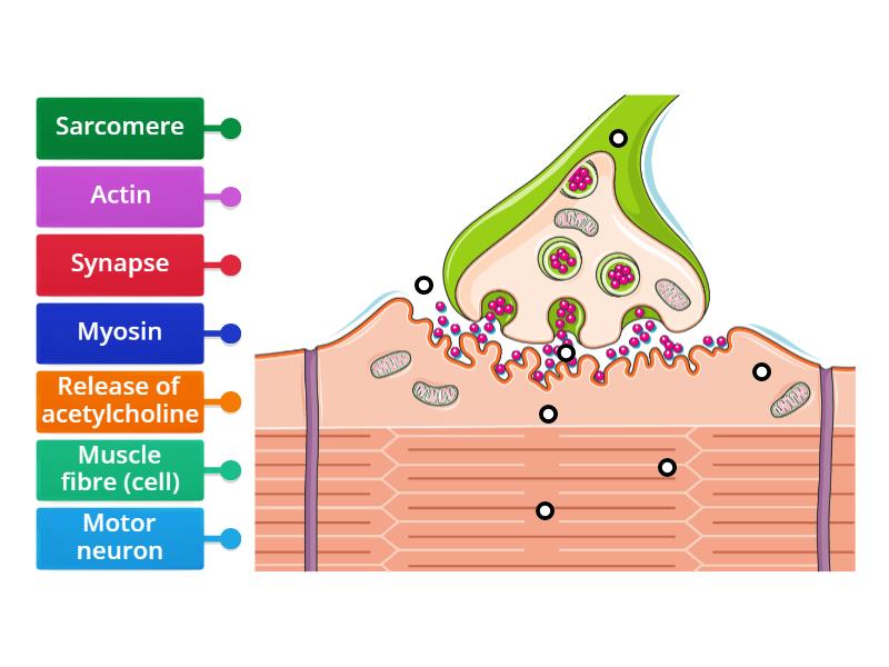IB Neuromuscular junction - Labelled diagram