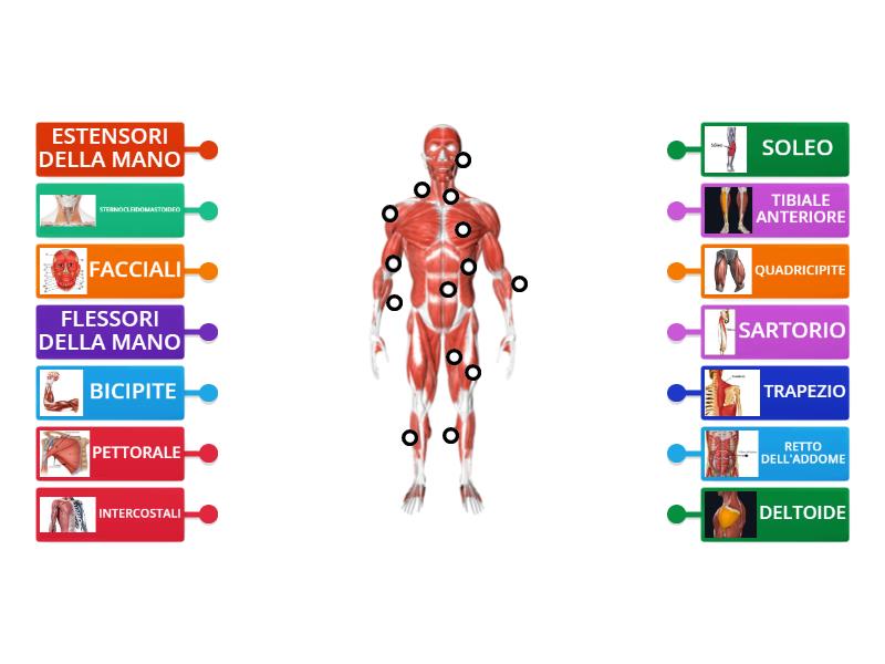 APPARATO MUSCOLARE FRONTALE - Labelled diagram