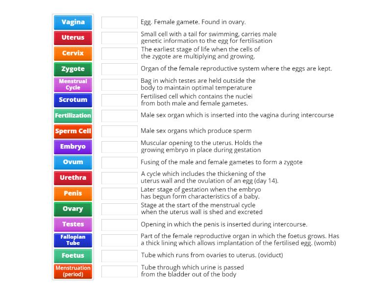 Human Reproduction Vocabulary Matching - Match up