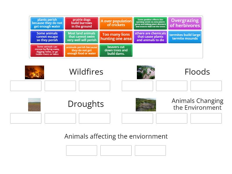 Effects of Environmental Changes - Group sort