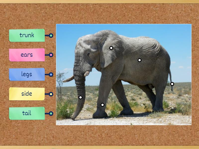 elephant - Labelled diagram