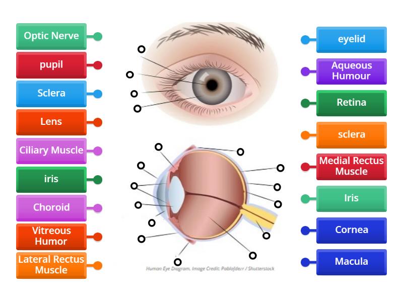 Structural Components of the Eye - Labelled diagram