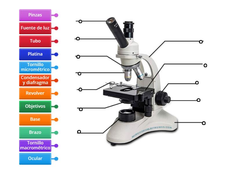 Partes del microscopio óptico - Labelled diagram