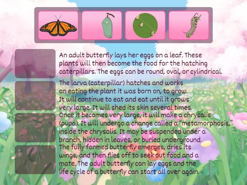 Life cycle of a butterfly - Match up
