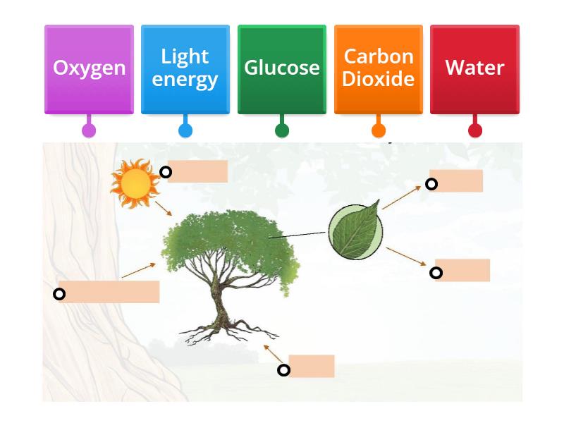 Photosynthesis: What is taken in and what is given out - Labelled diagram