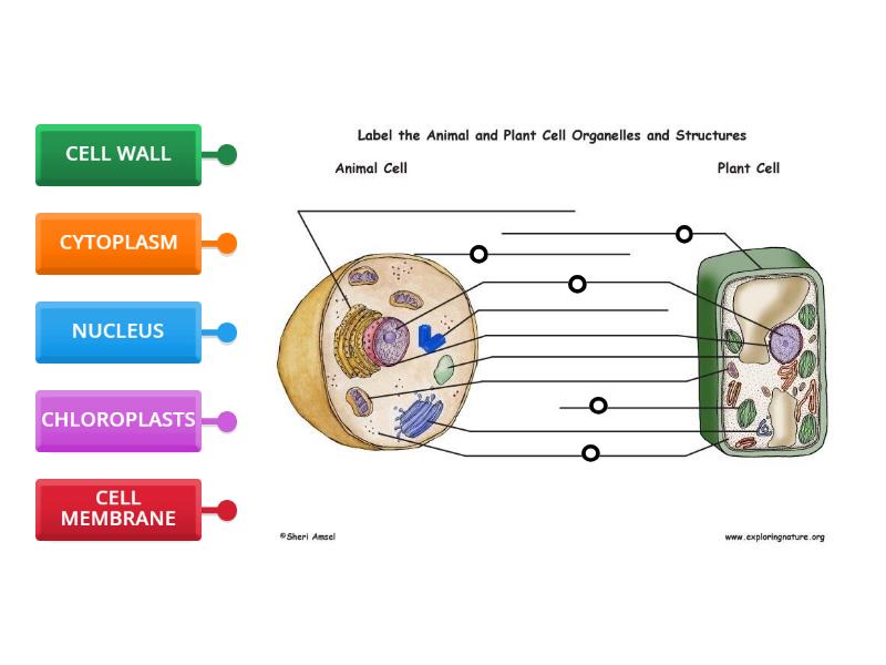 PLANT AND ANIMAL CELLS DIAGRAM - Labelled diagram
