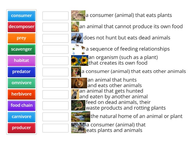 Food Chain Vocabulary - Match up