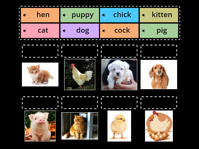 animals - Match up