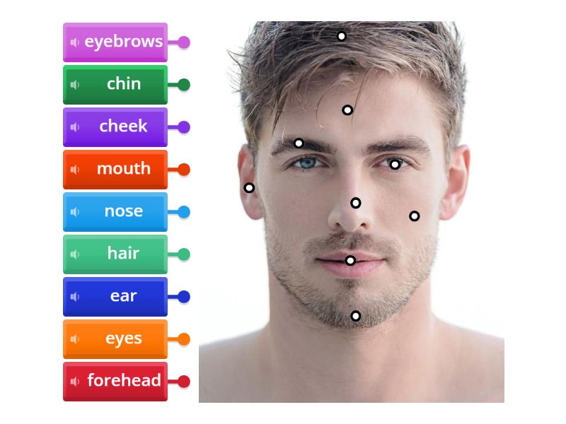 Face - Labelled diagram