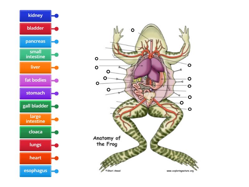 Anatomy of the Frog - Labelled diagram