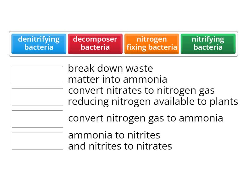 Nitrogen cycle bacteria - Match up