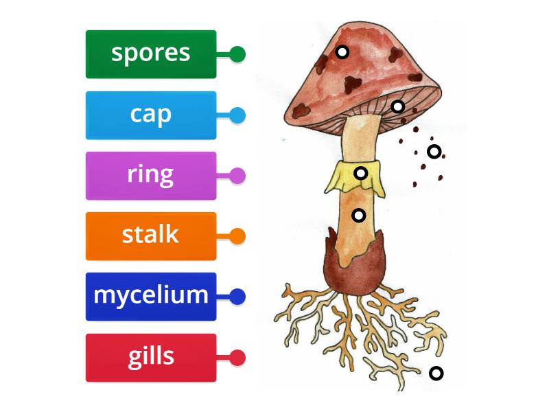label the mushroom - Labelled diagram