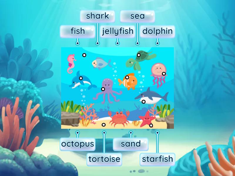 Sea Animals - Labelled diagram