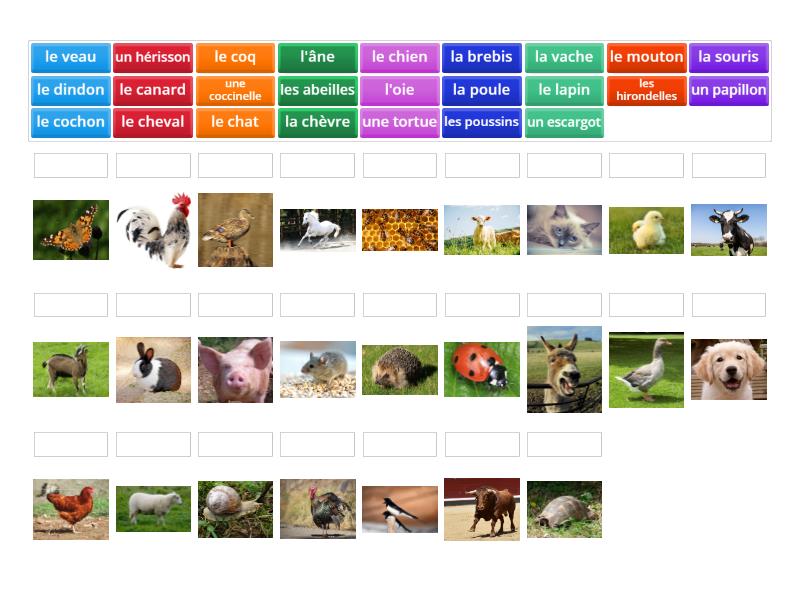 Les animaux de la campagne - Match up