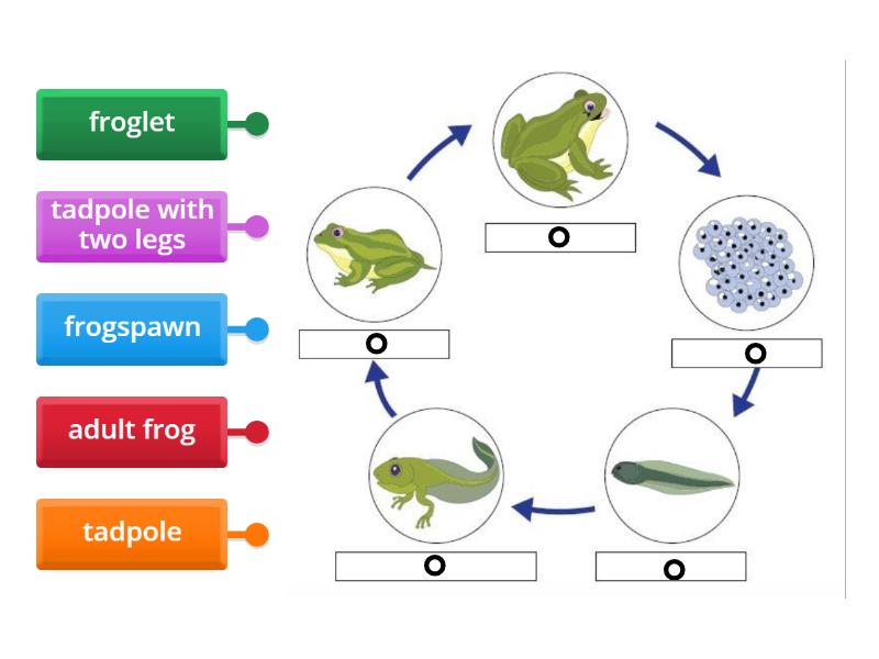 Za3c Science Frog Life Cycle - Labelled diagram