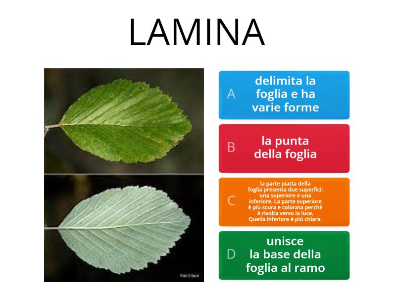 STRUTTURA E FUNZIONI DELLA FOGLIA - Quiz