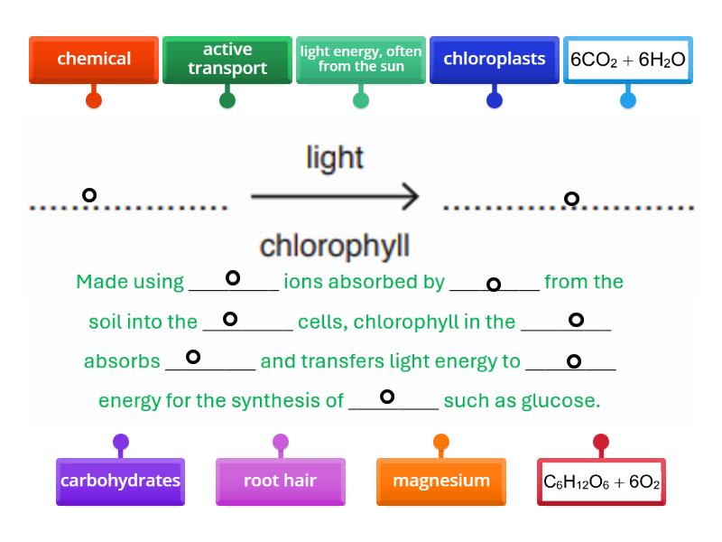 The role of chlorophyll in photosynthesis (Cambridge iGCSE 0654 ...