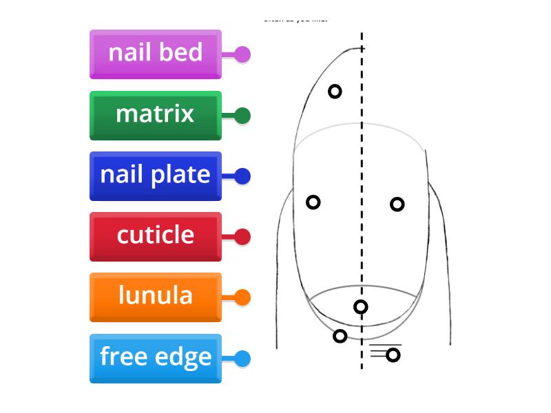 label the structure of the nail - Labelled diagram