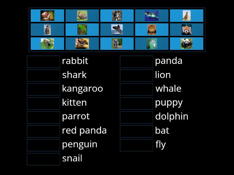 Animals_Movers - Match up