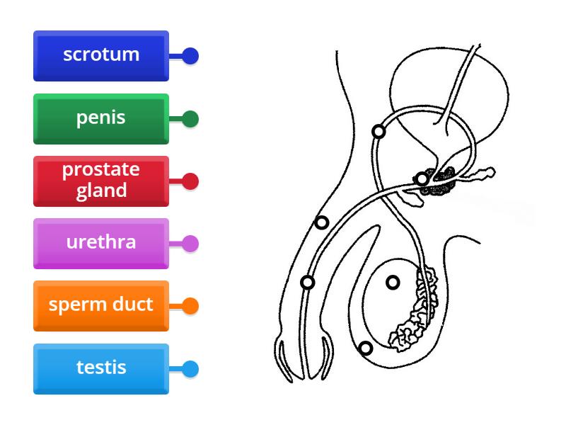 Male Reproductive System (Side View) - Labelled diagram