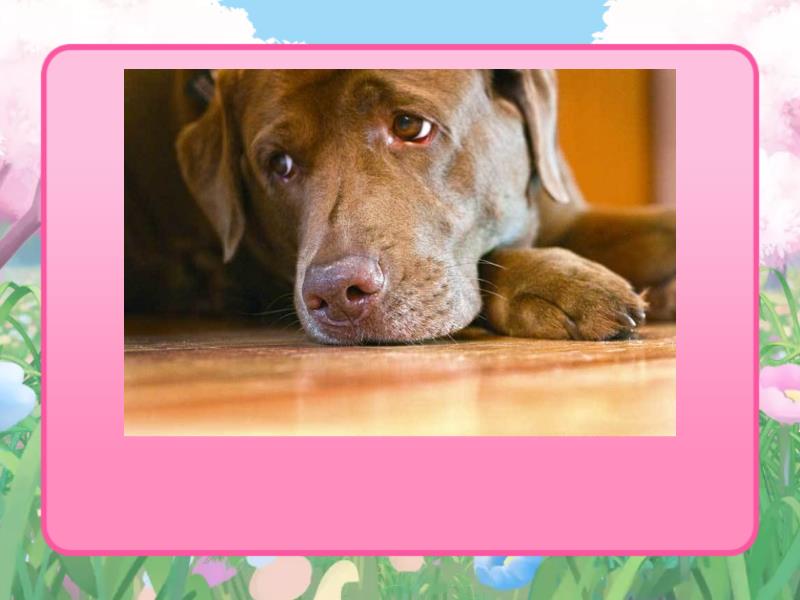 Power Up 1 Unit 3 adjectives 3 dogs - Flash cards