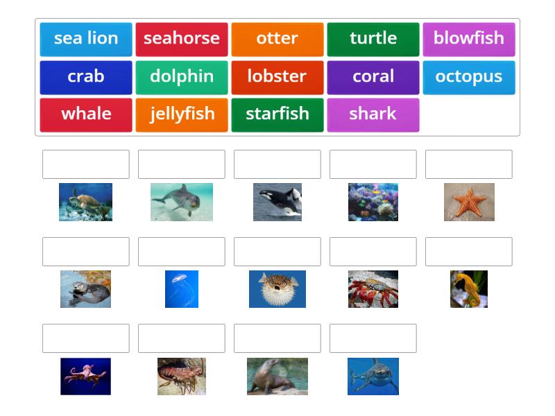Sea Animals - Match up