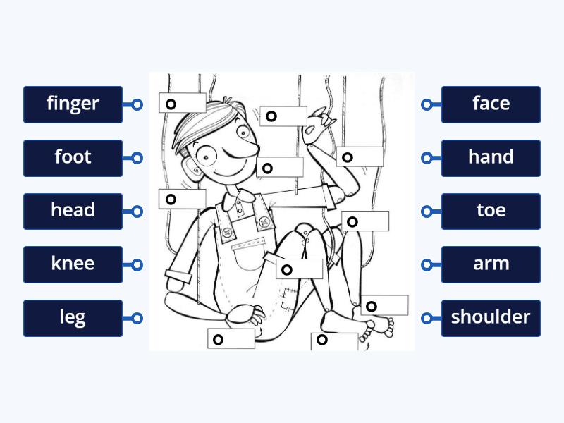 The body - Labelled diagram