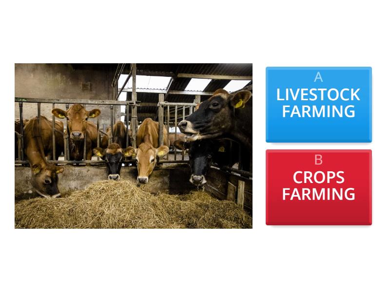 2 - Livestock or Crops farming? - Quiz