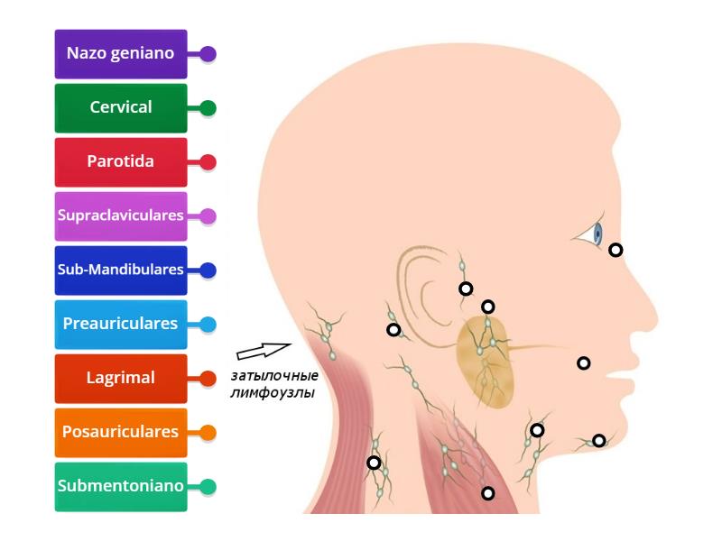 Ganglios Faciales - Labelled diagram