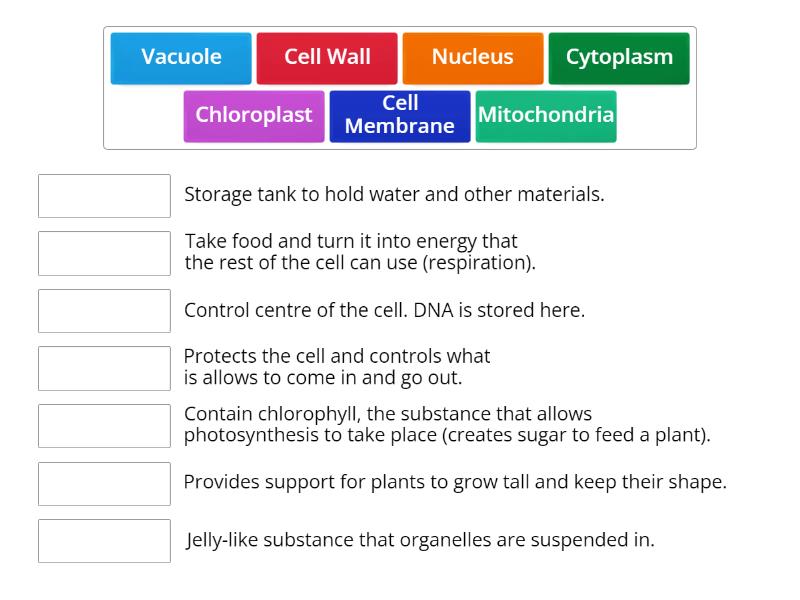 Cell Organelles - Match up