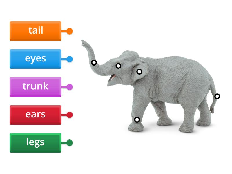 PARTS OF BODY (ANIMALS) - Labelled diagram