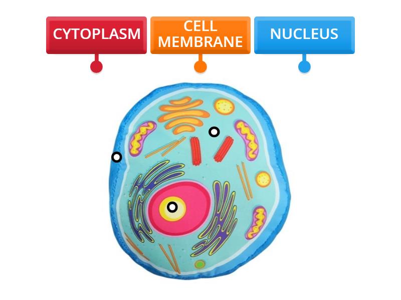 Cell - identify the main parts - Labelled diagram