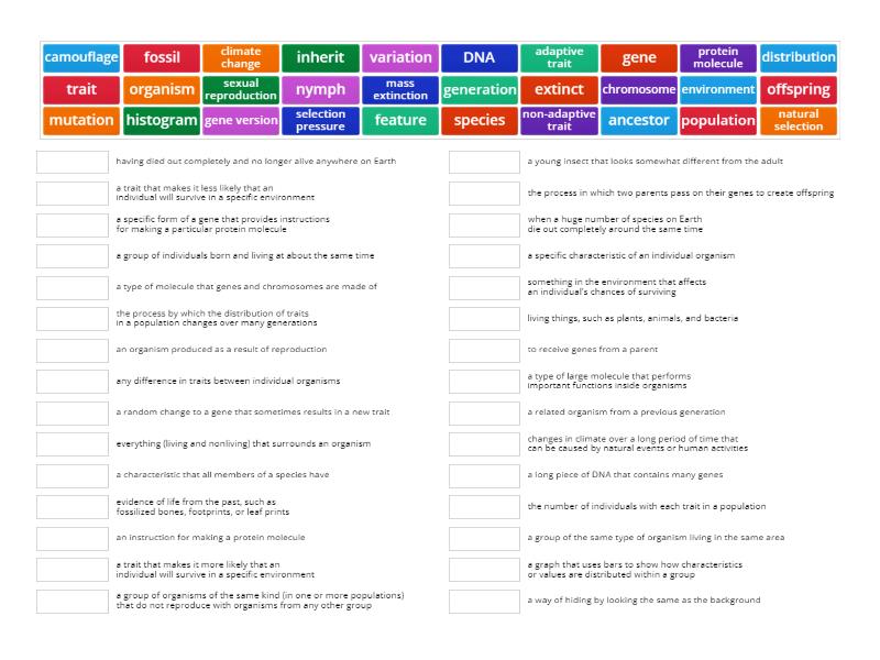 Natural Selection Vocabulary - Match up