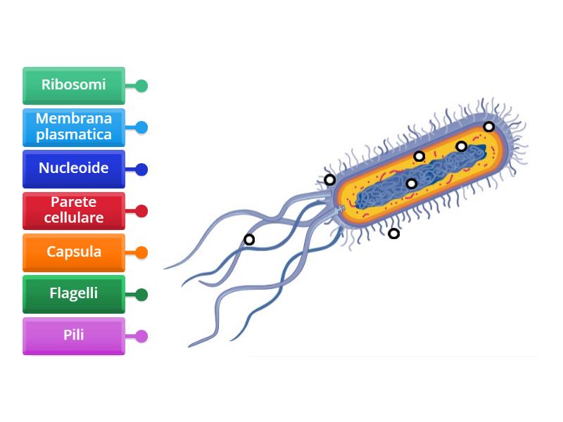 Cellula procariote - Labelled diagram