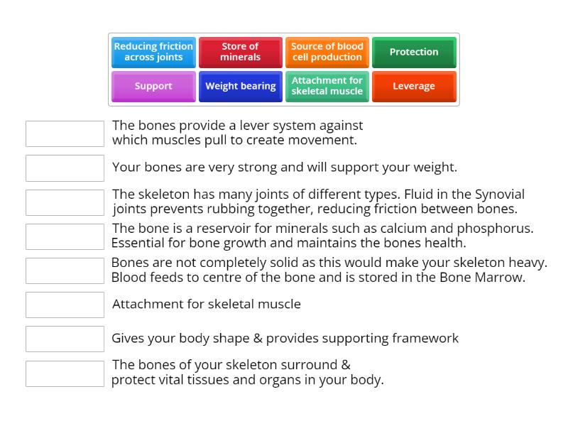 Function of the skeletal system - Match up