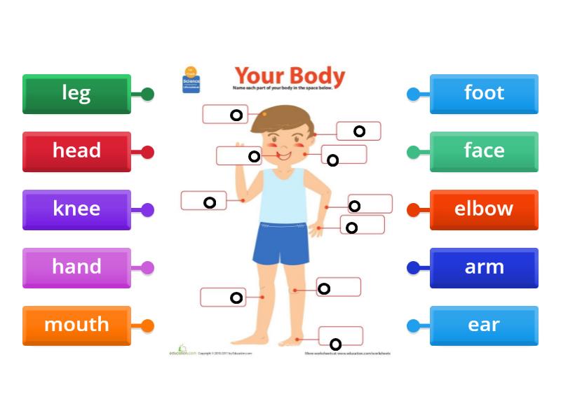 body parts /g1 - Labelled diagram