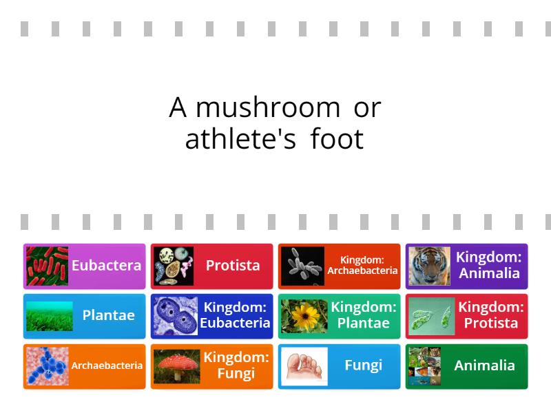 6 Kingdoms: - Find the match
