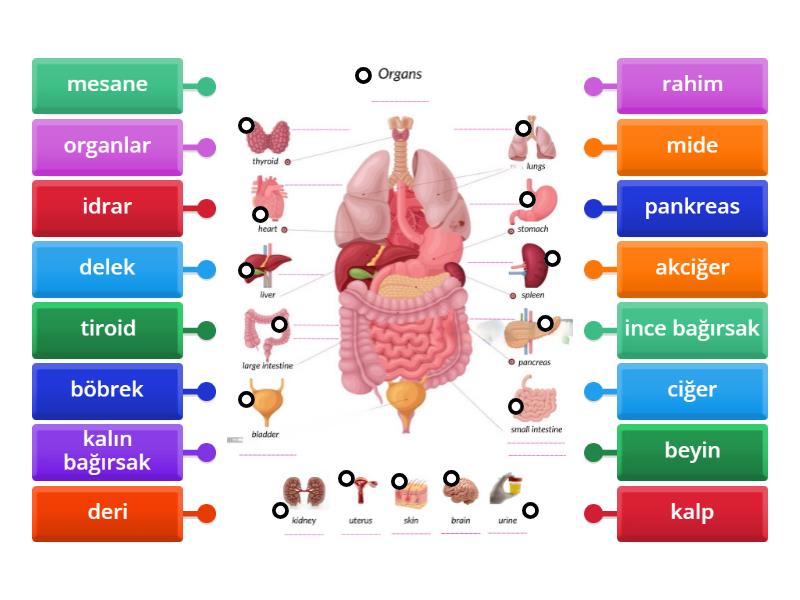 Organlar - Labelled diagram