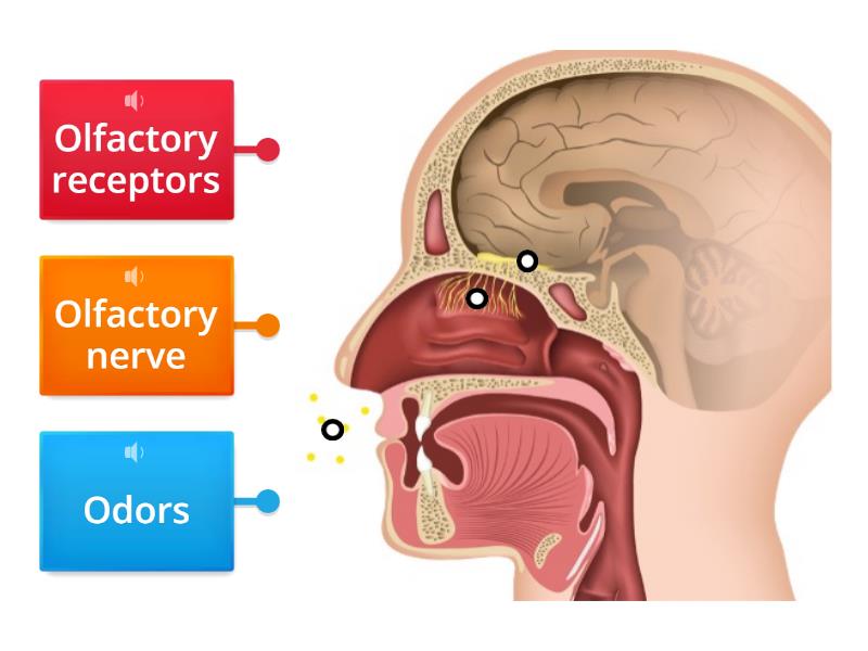 Medical Assisting: Sensory System (Smell and Nose Labeling) - Diagrama ...