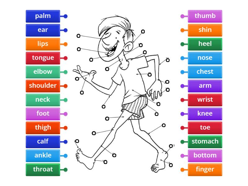 Body parts (project 4) - Labelled diagram