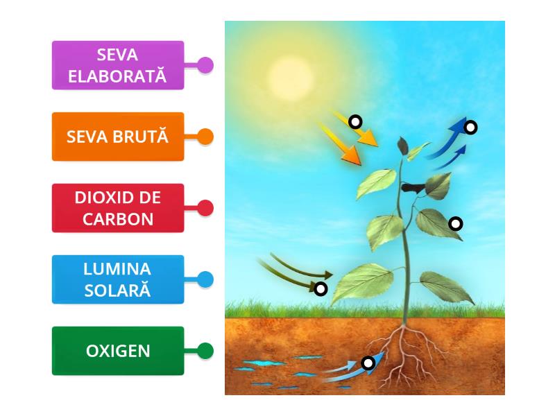FOTOSINTEZA - Diagrama con etiquetas